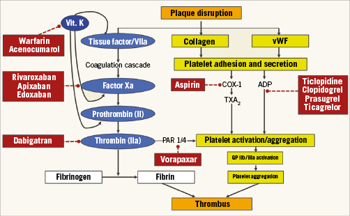 Oral antithrombotic therapy after acute coronary syndromes: “dual ...